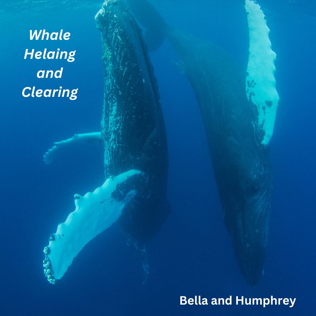 Whale Healing and Clearing Session – Jai's Angel Light